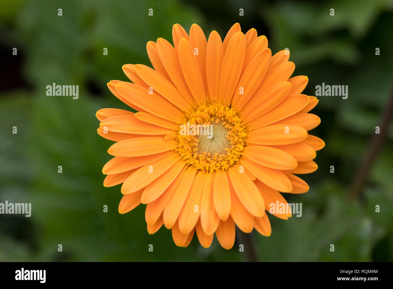 Gerbera garvinea sweet honey hi-res stock photography and images - Alamy