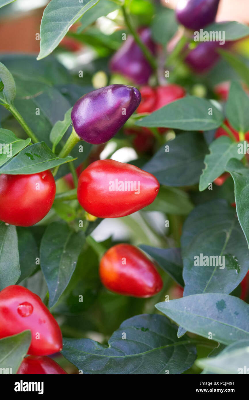 Capsicum annuum plants hi-res stock photography and images - Alamy
