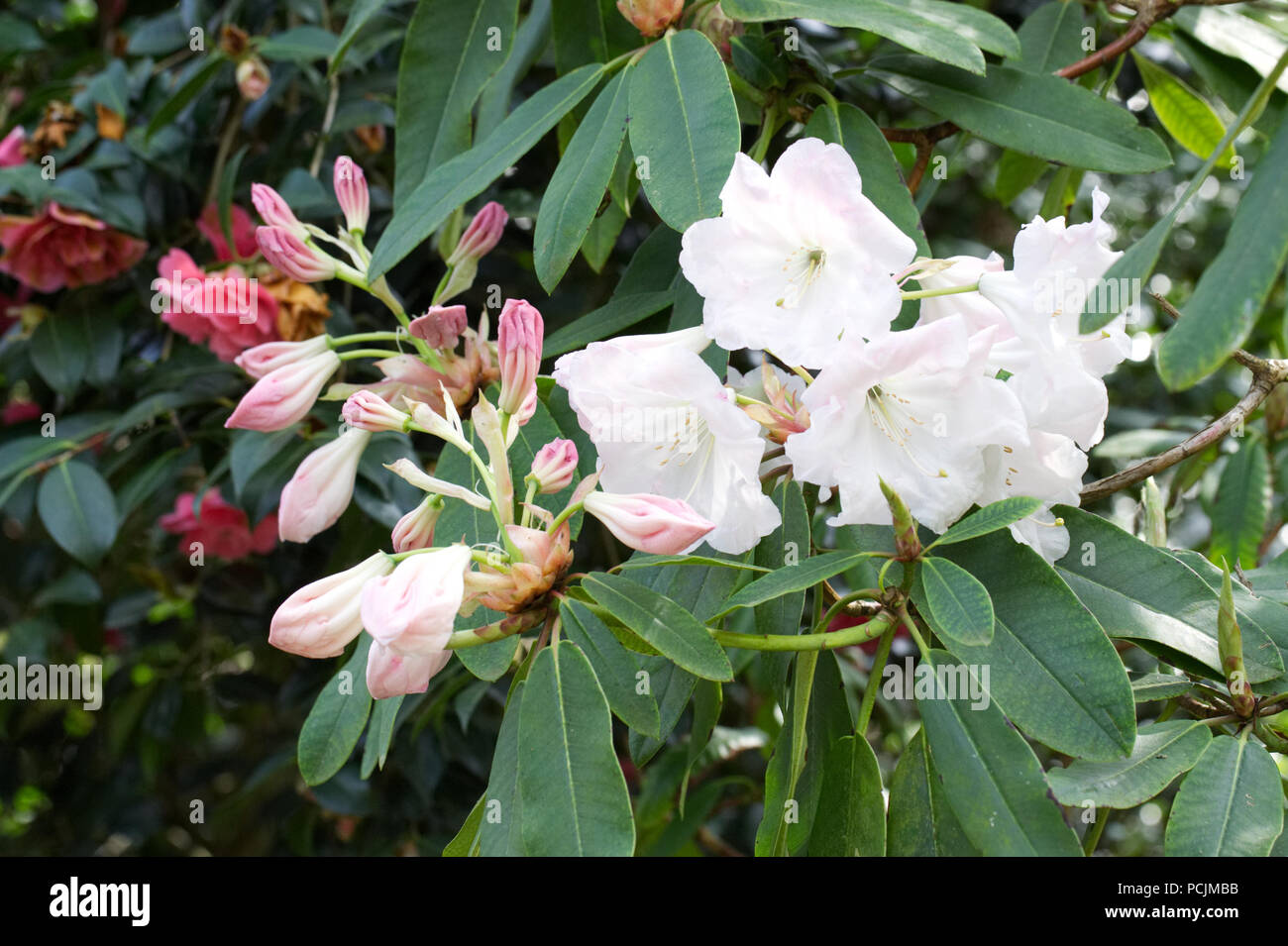 Rhododendron 'Loderi Fairyland' flowers Stock Photo - Alamy