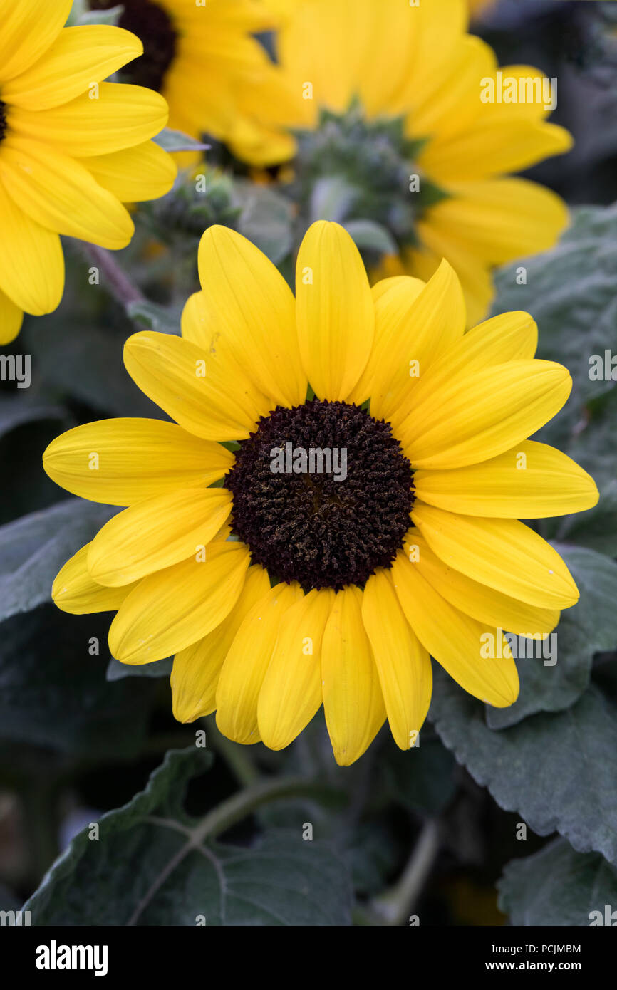 Close up of Sunflower Sunfinity (Helianthus interspecific), England, UK ...