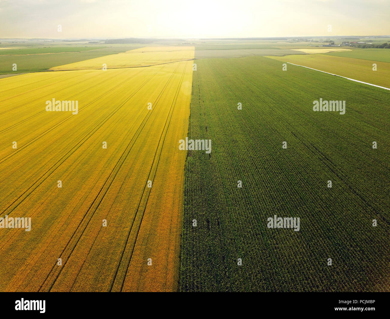 Aerial view of barley and corn field, perspective, golden hour Stock ...