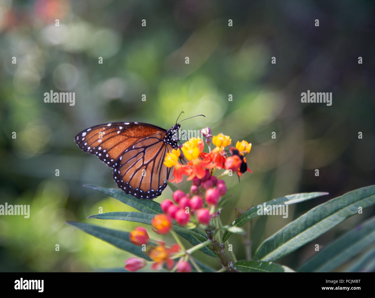 Monarch Butterfly Closeup High Resolution Stock Photography and Images ...