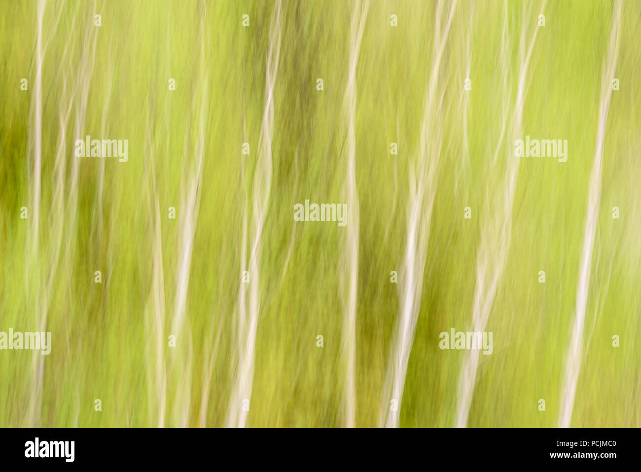 Birch trees in spring, Greater Sudbury, Ontario, Canada Stock Photo - Alamy