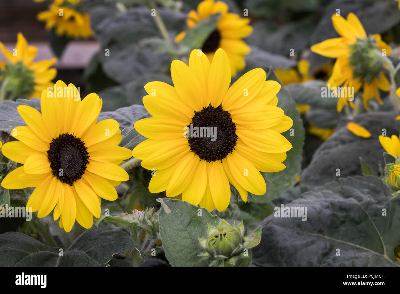 Helianthus interspecific hi-res stock photography and images - Alamy