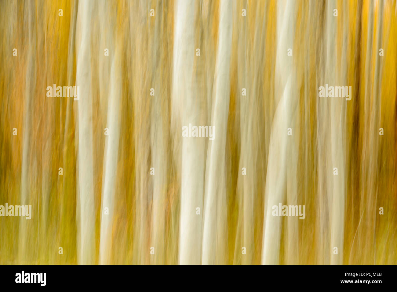 Deciduous trees canada hi-res stock photography and images - Alamy