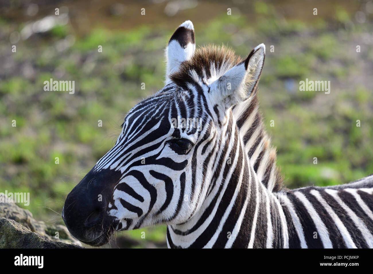 Close up zebra in captivity hi-res stock photography and images - Alamy