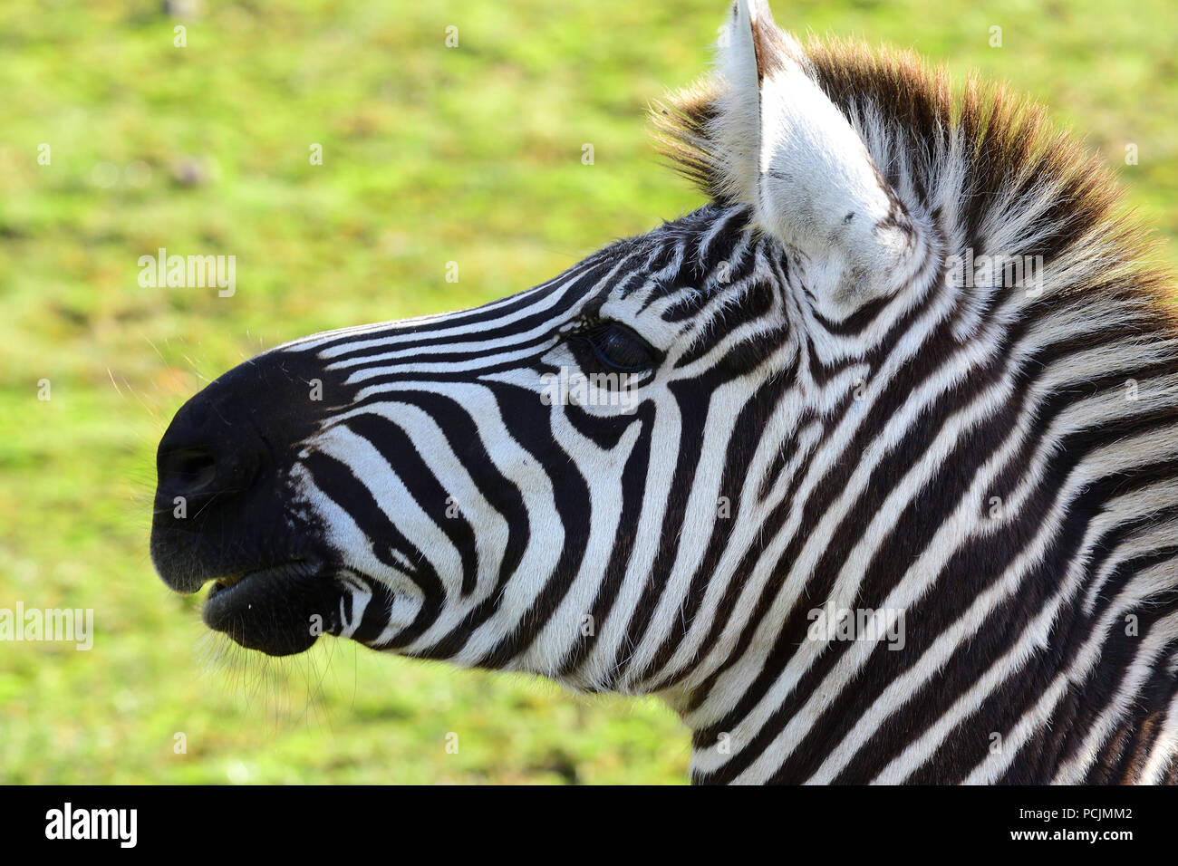Zebra head shot close up hi-res stock photography and images - Alamy