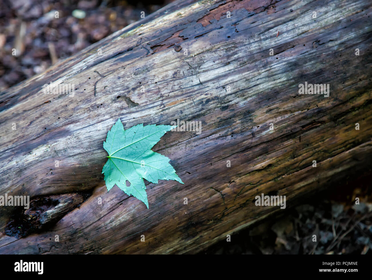 Single green leaf on log Stock Photo - Alamy