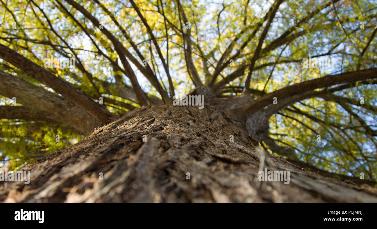Tree trunk green leaves hi-res stock photography and images - Alamy
