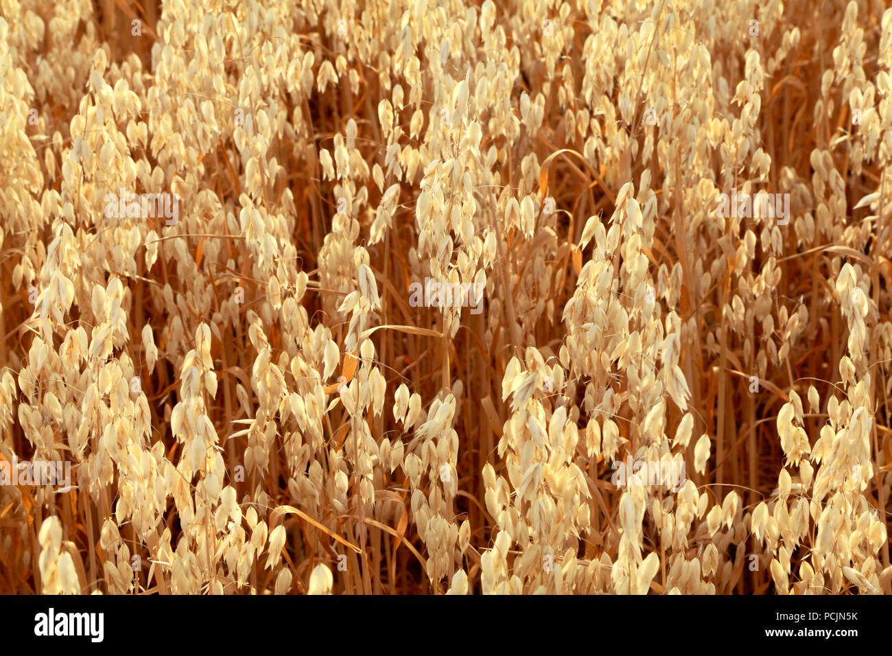 North Norfolk, agricultural landscape, fields of oats, cereal grain ...