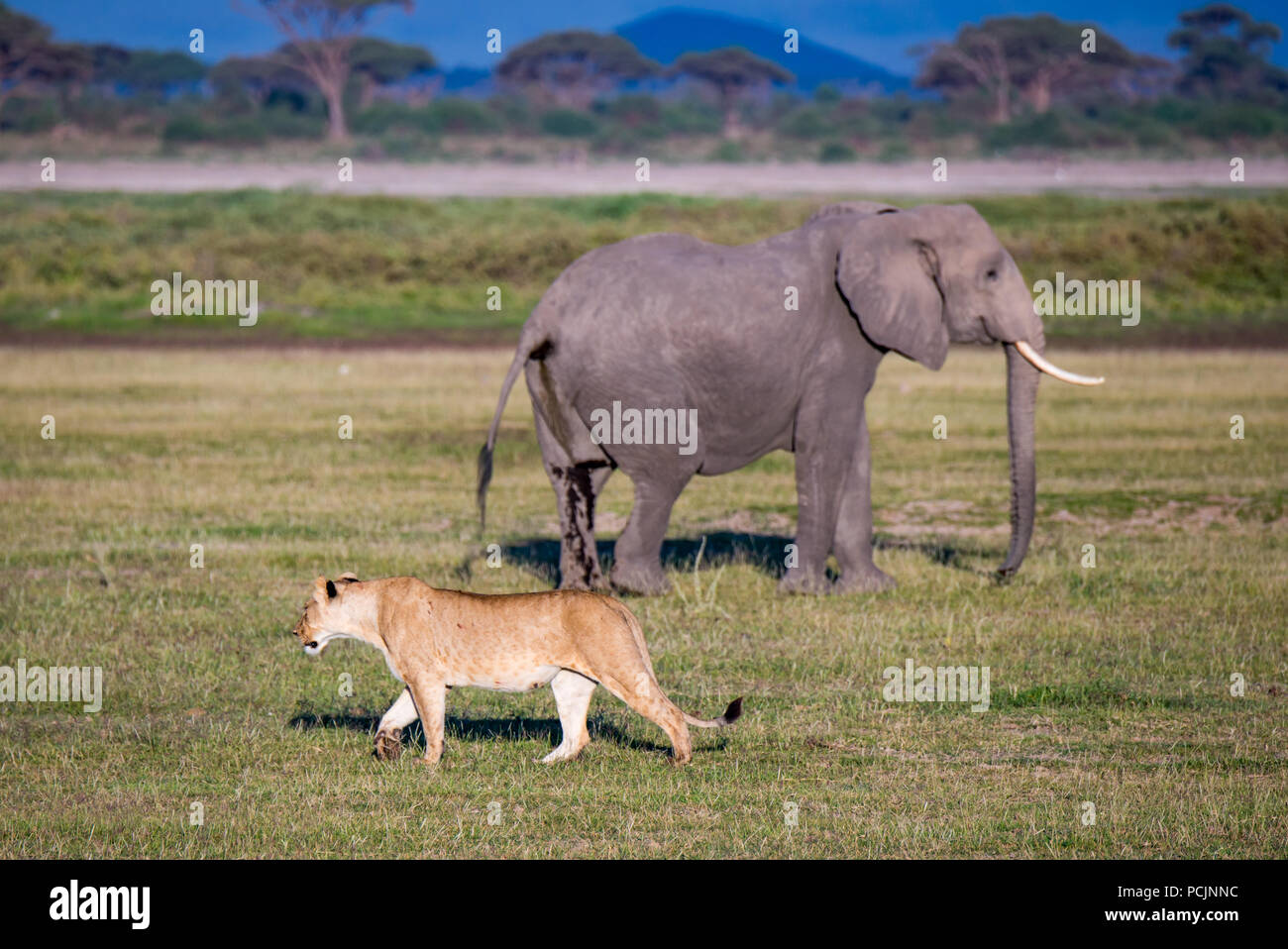 Lion and elephant hi-res stock photography and images - Alamy