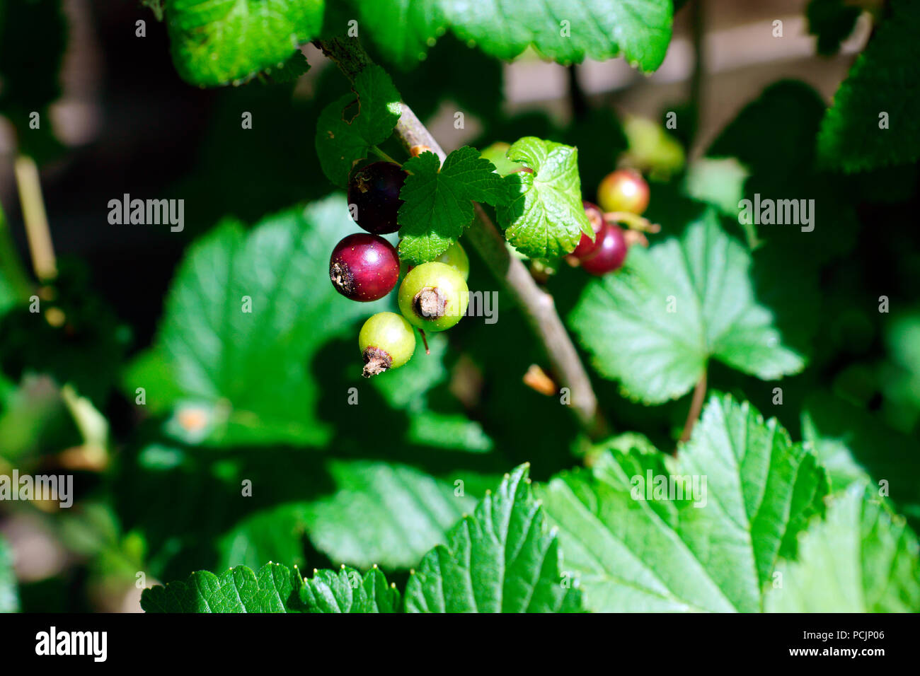BLACK CURRANTS RIPENING Stock Photo - Alamy