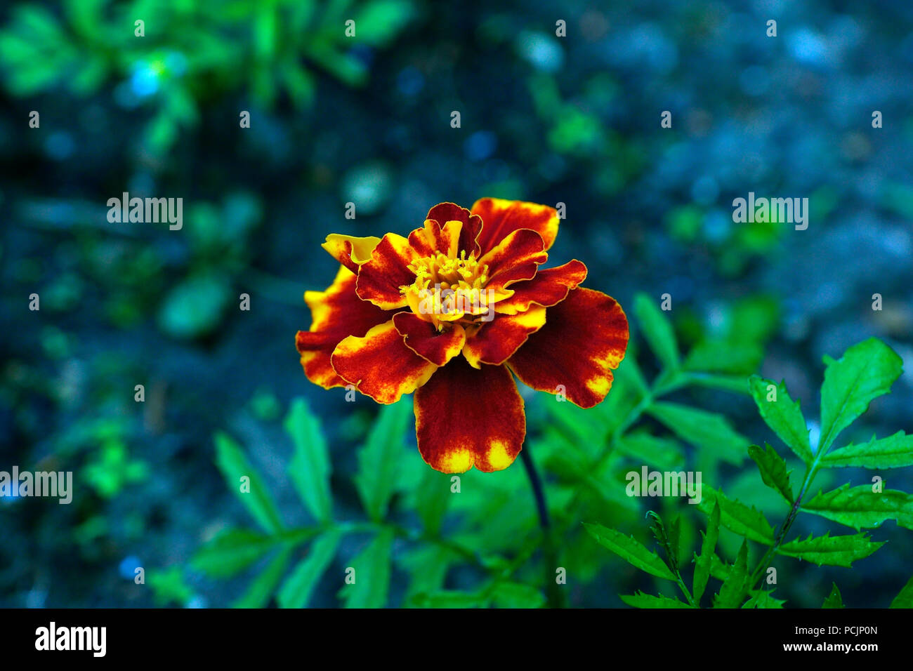 Scottish gold rush hi-res stock photography and images - Alamy