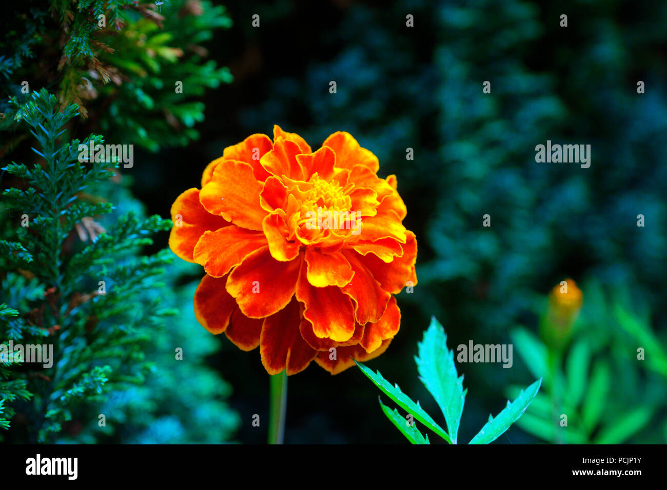 Scottish gold rush hi-res stock photography and images - Alamy