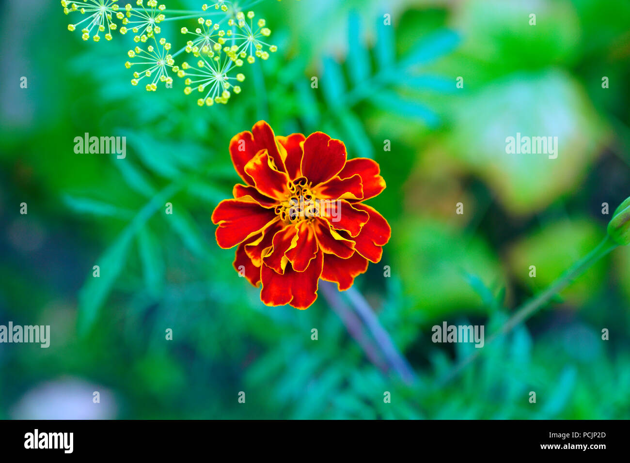 Scottish gold rush hi-res stock photography and images - Alamy