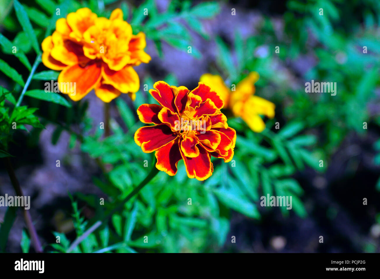 Scottish gold rush hi-res stock photography and images - Alamy