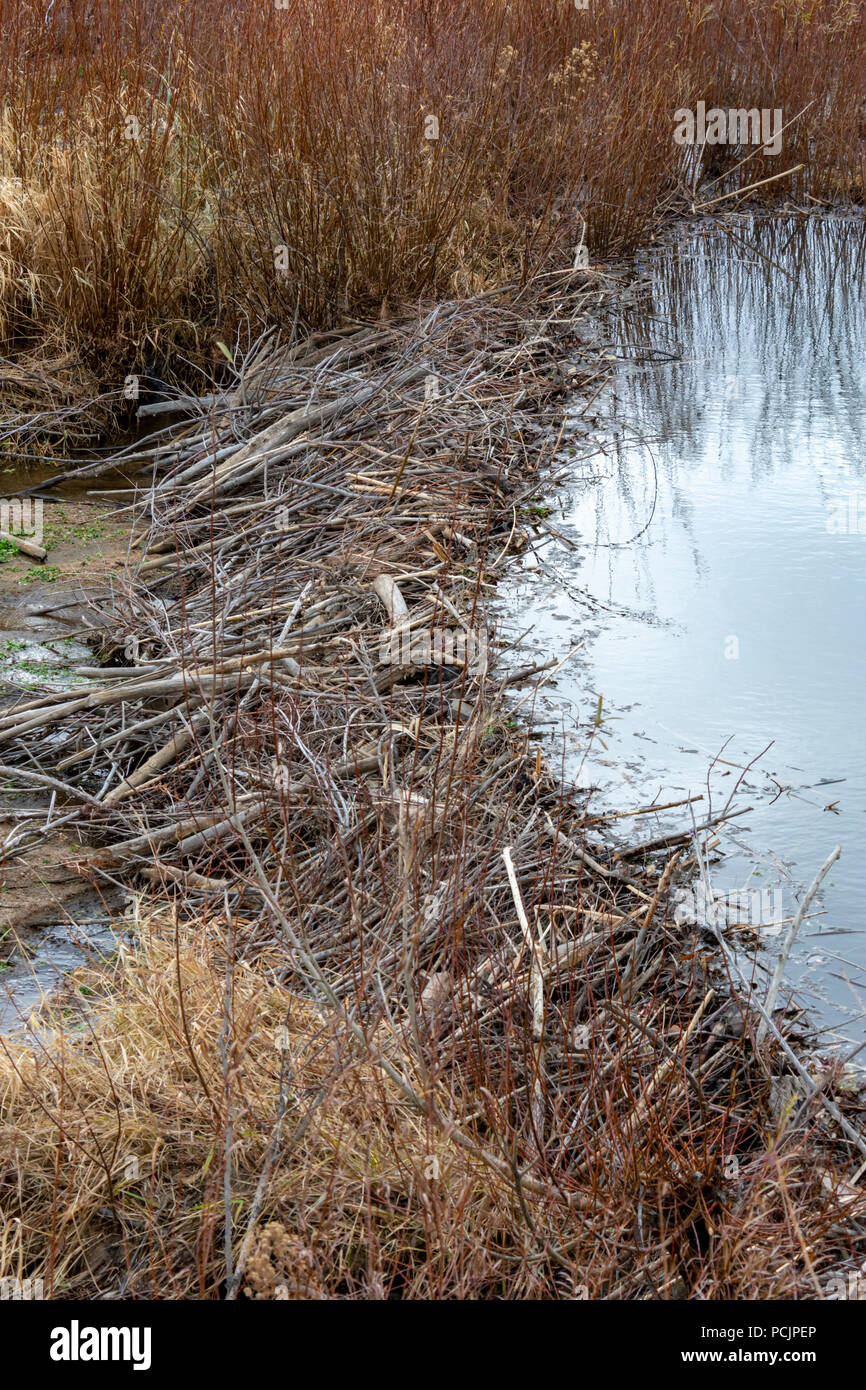 Beaver dam lodge canadensis hi-res stock photography and images - Alamy