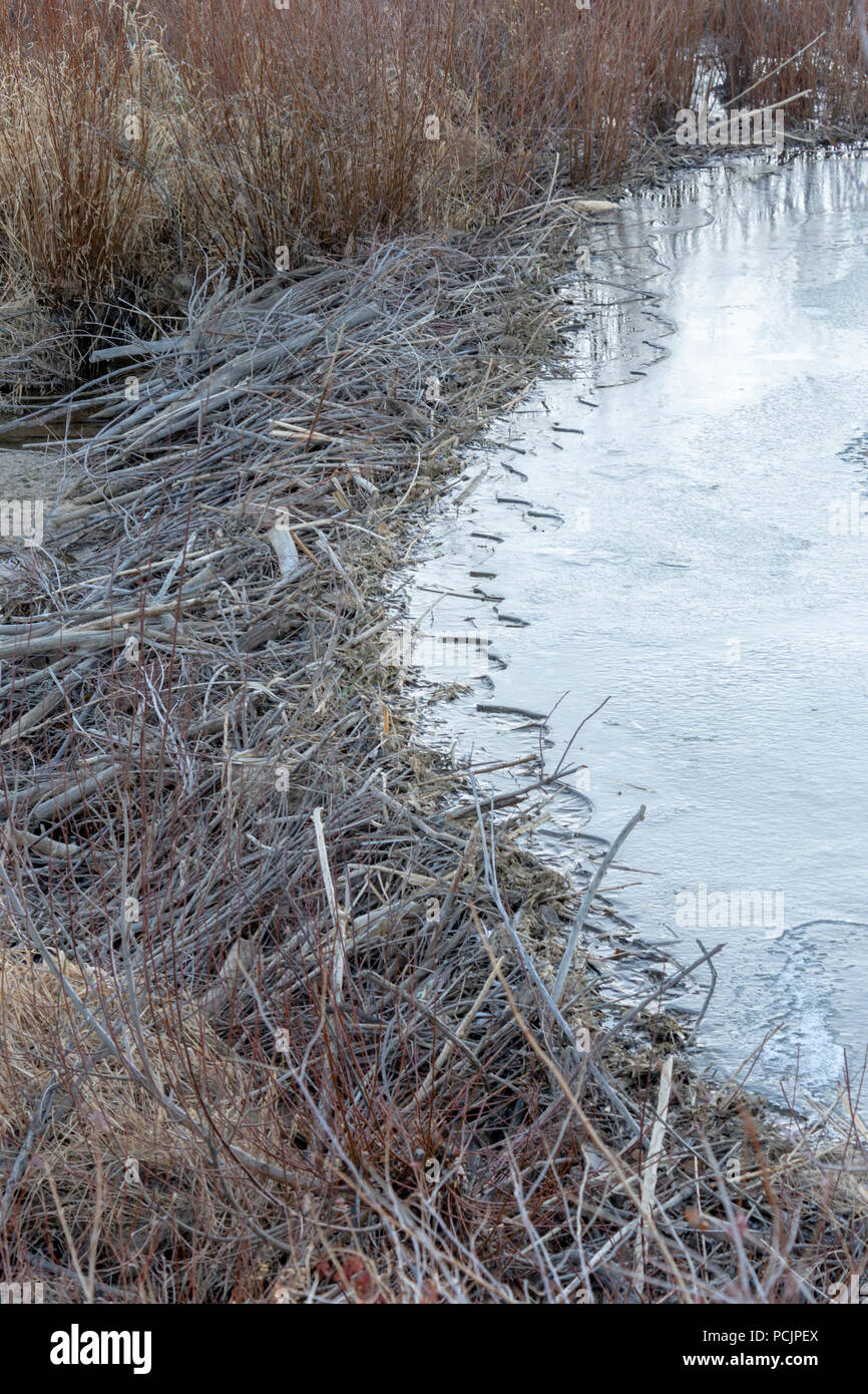 Beaver dam lodge canadensis hi-res stock photography and images - Alamy
