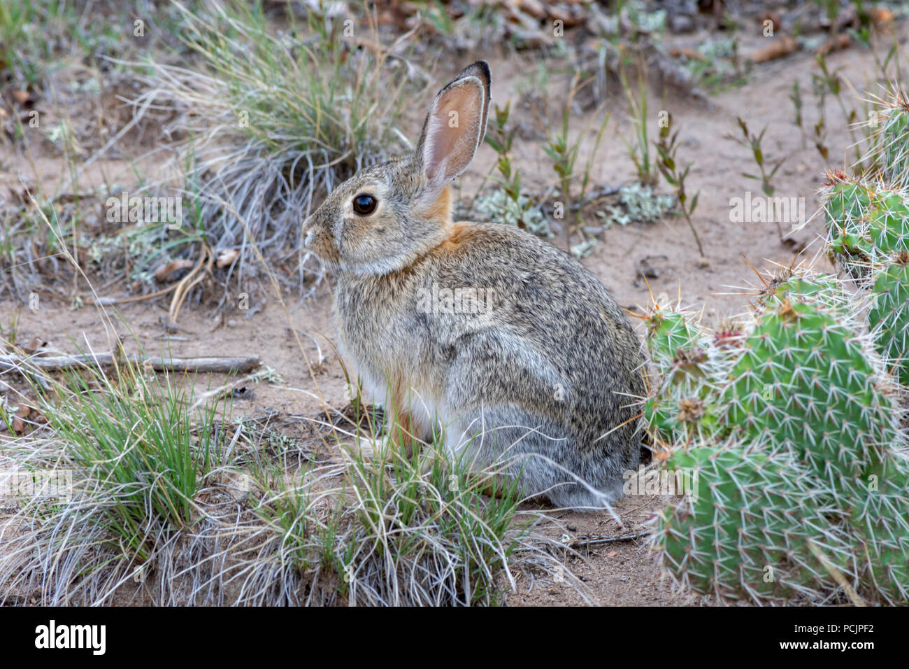 Mountain Cottontail Rabbit, Gateway Mesa Open Space Park, Castle Rock ...