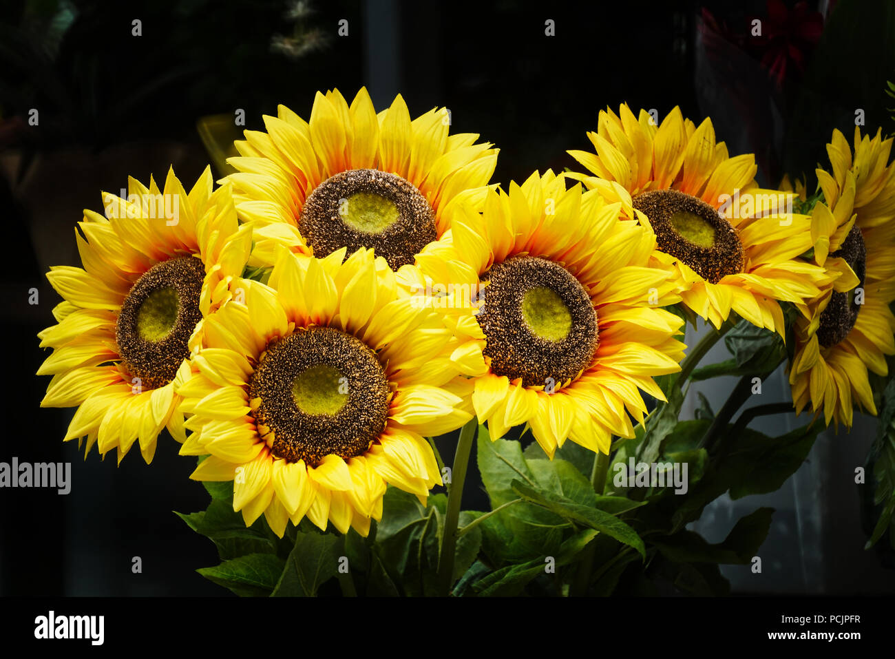 Old sunflowers hi-res stock photography and images - Alamy