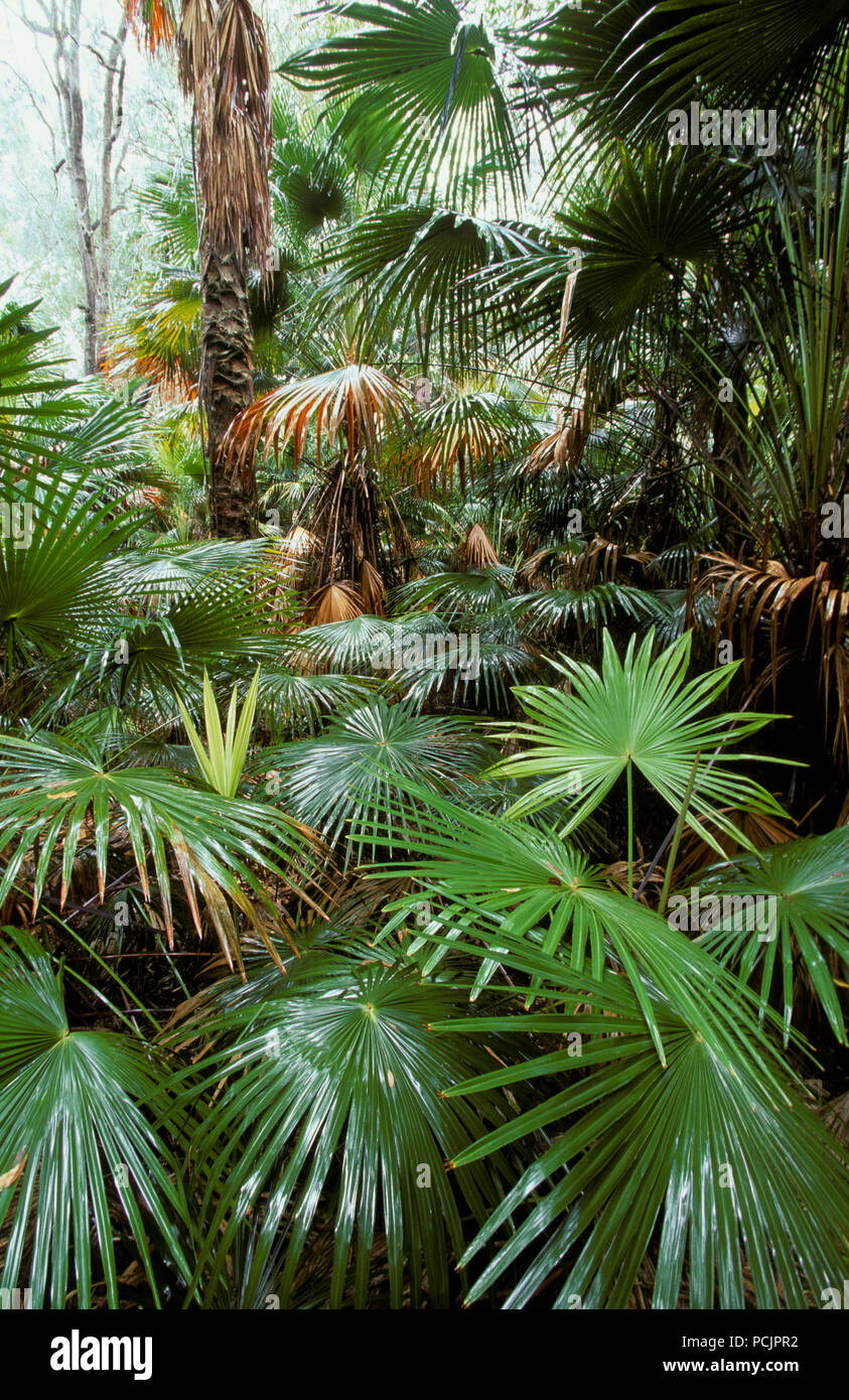 Rainforests in qld hi-res stock photography and images - Alamy