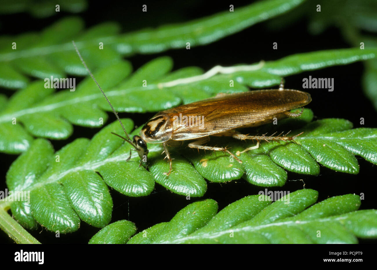 Australian cockroach hi-res stock photography and images - Alamy