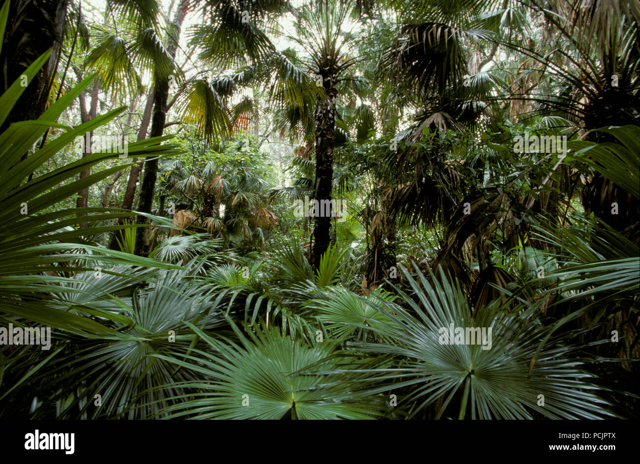 PALMS (CABBAGE-TREE, LIVISTONA AUSTRALIS) GROWING IN RAINFOREST AREA ...