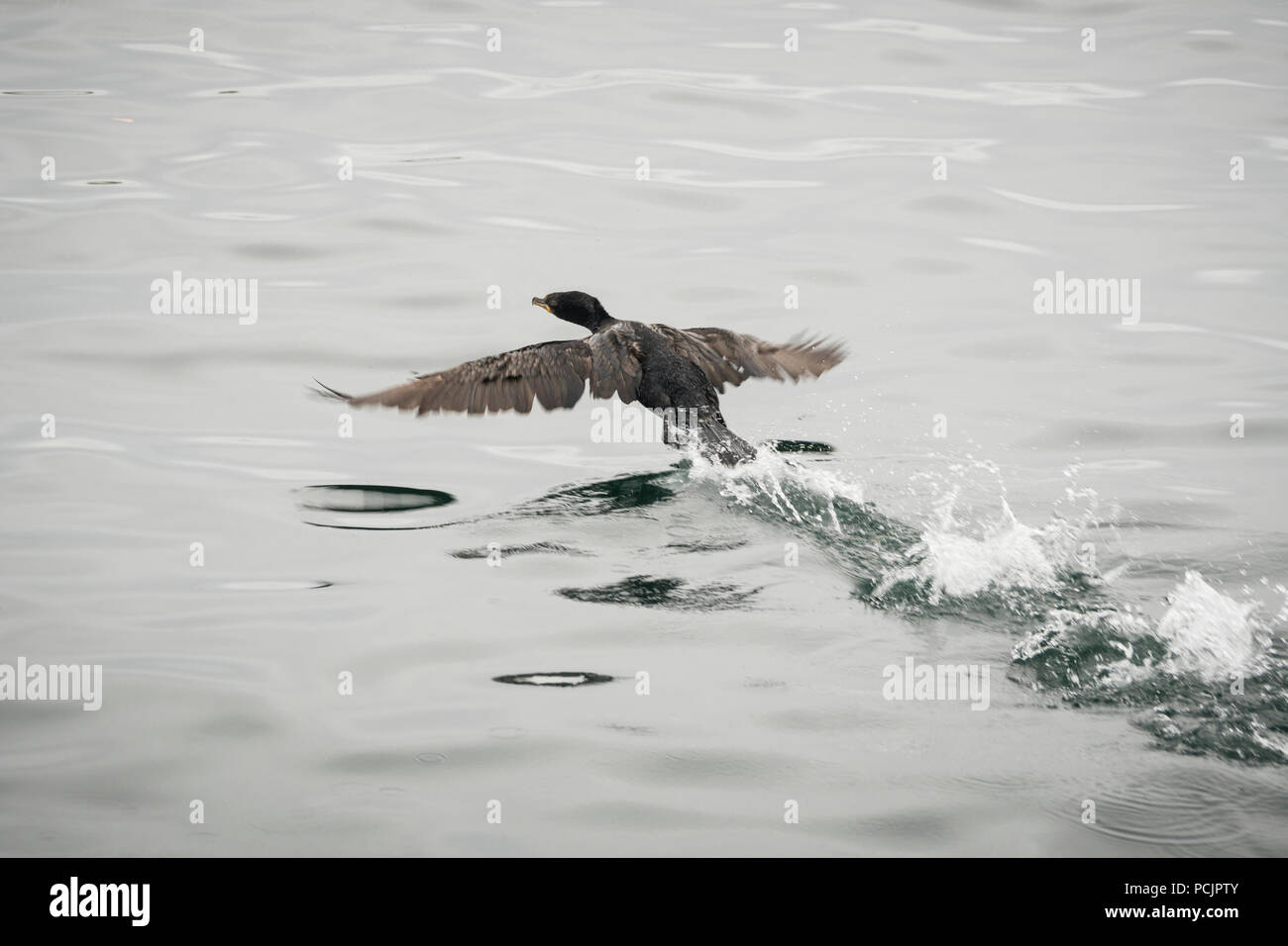 Cormorant taking off from water Stock Photo - Alamy