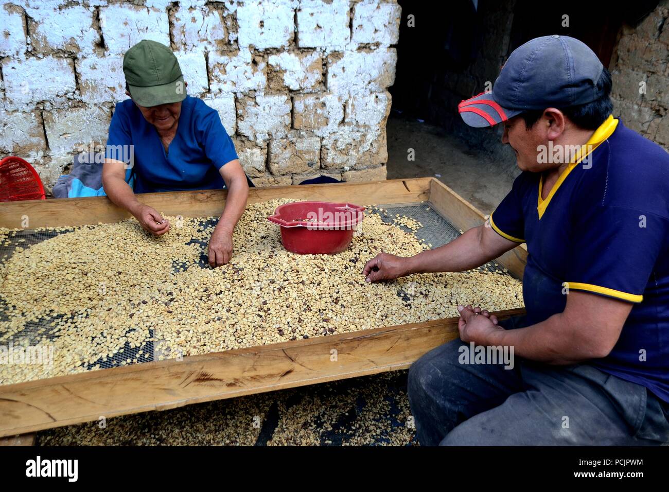 Sieving coffee in El CARMEN DE LA FRONTERA - Ecuador border ...