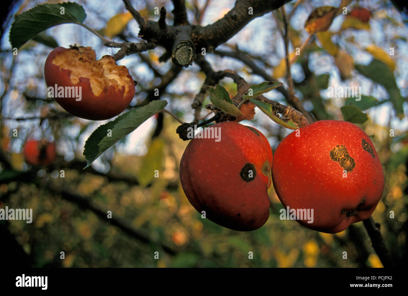 Apple tree disease hi-res stock photography and images - Alamy