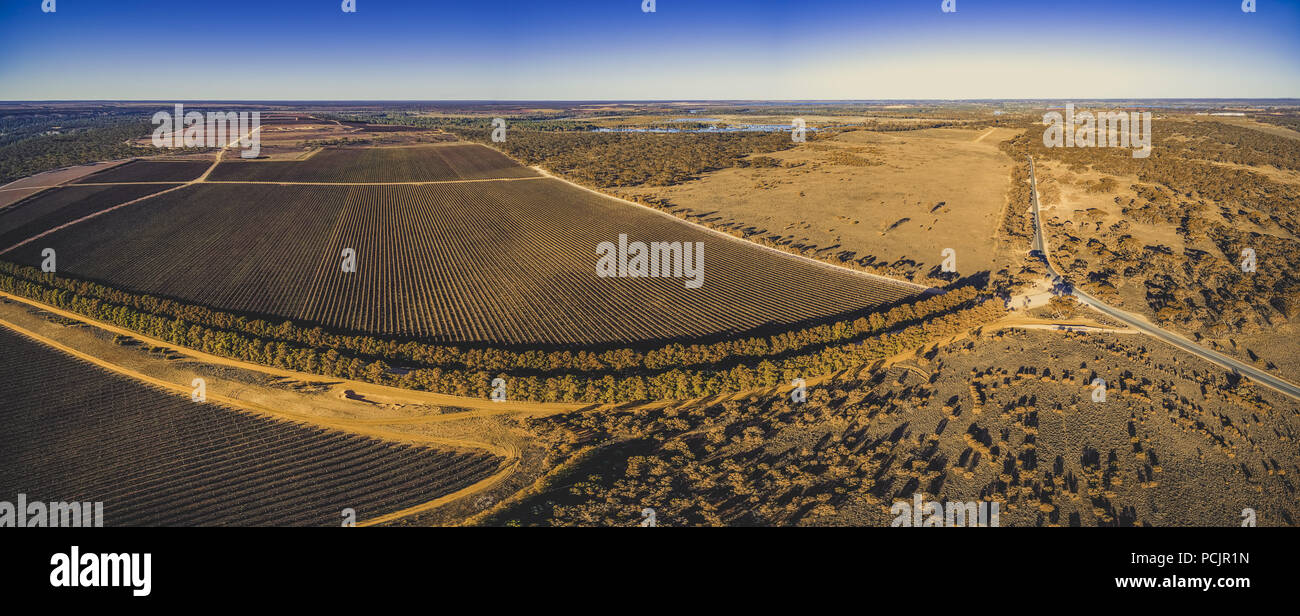 Aerial panorama of large vineyard in winter in Riverland, South ...