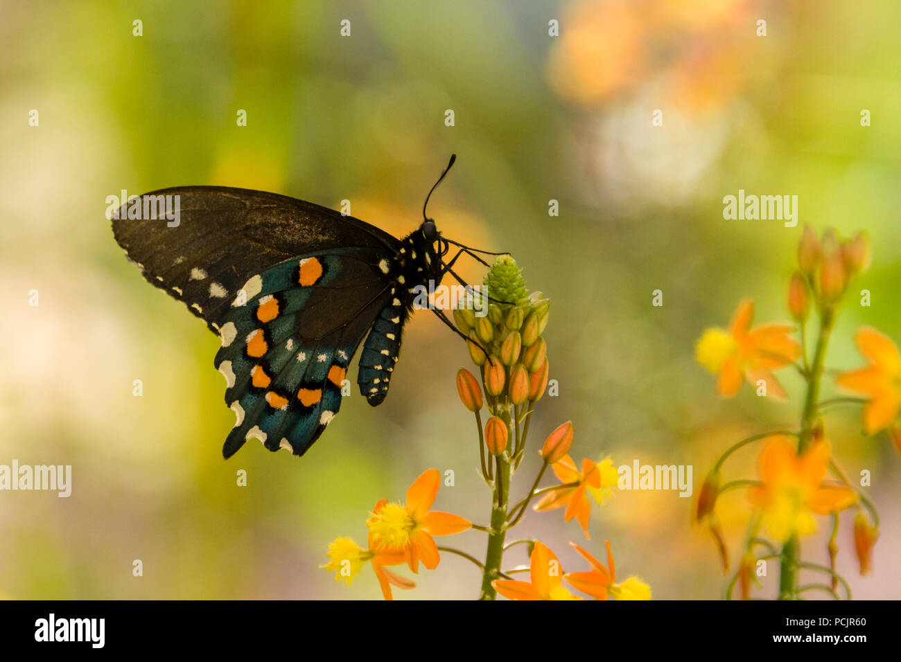 Pipevine swallowtail hi-res stock photography and images - Alamy