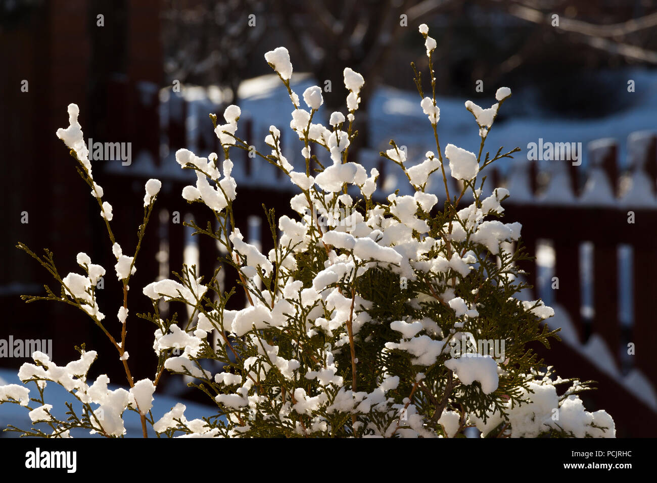 Backyard area trees bushes hi-res stock photography and images - Alamy