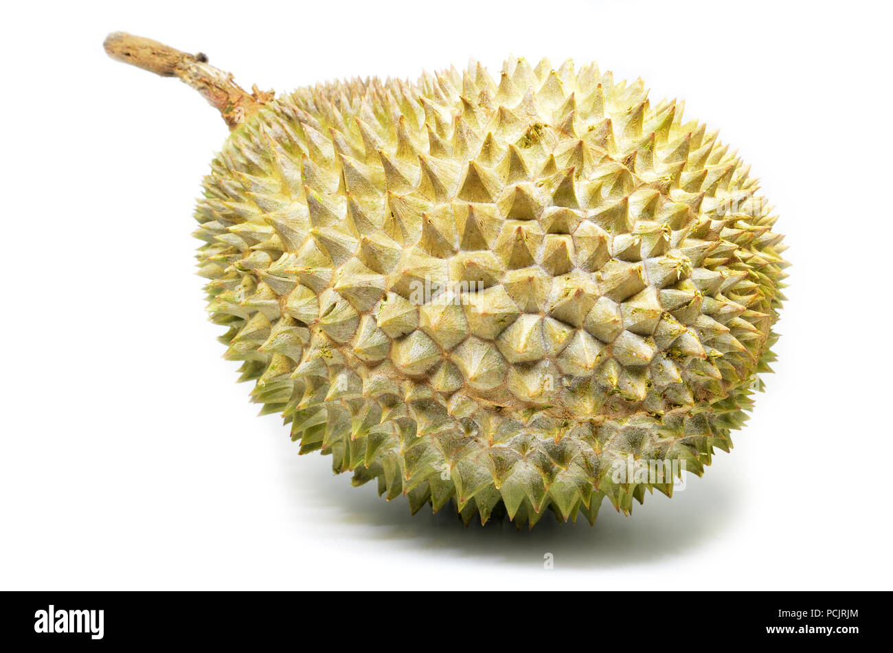 Durian fruit isolated on white background.The durian is distinctive for ...