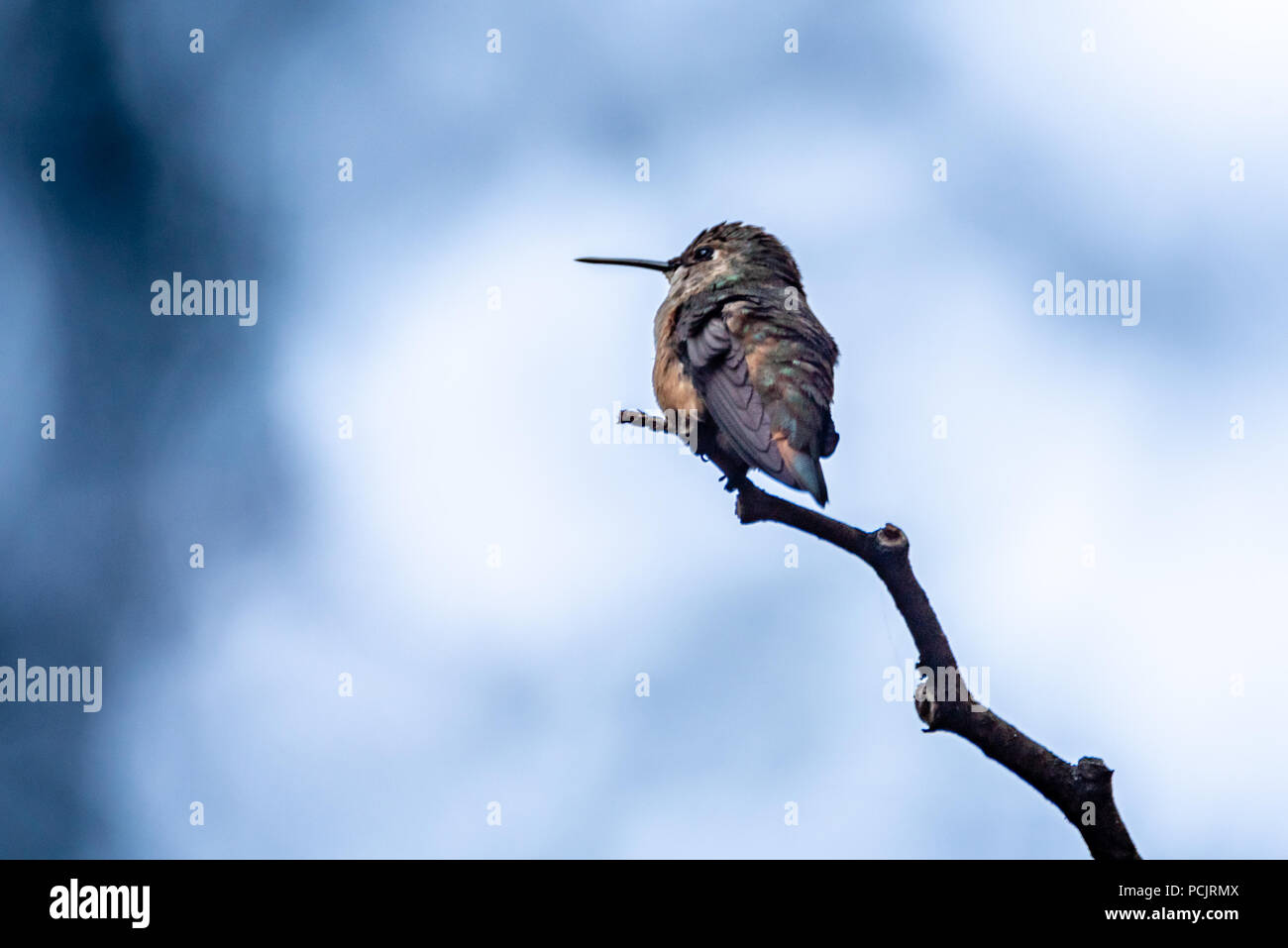 Little brown hummingbird hi-res stock photography and images - Alamy