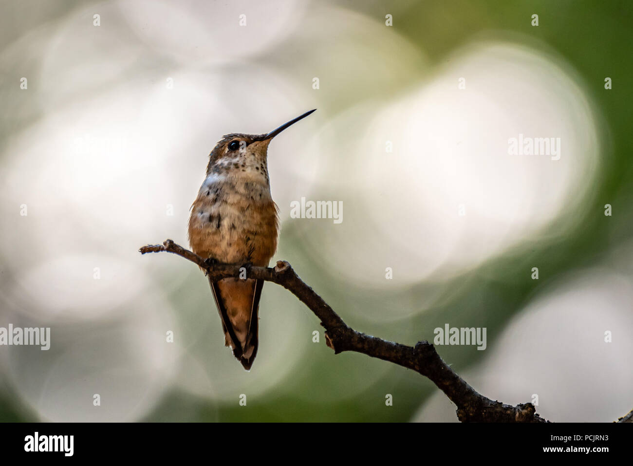 Little brown hummingbird hi-res stock photography and images - Alamy