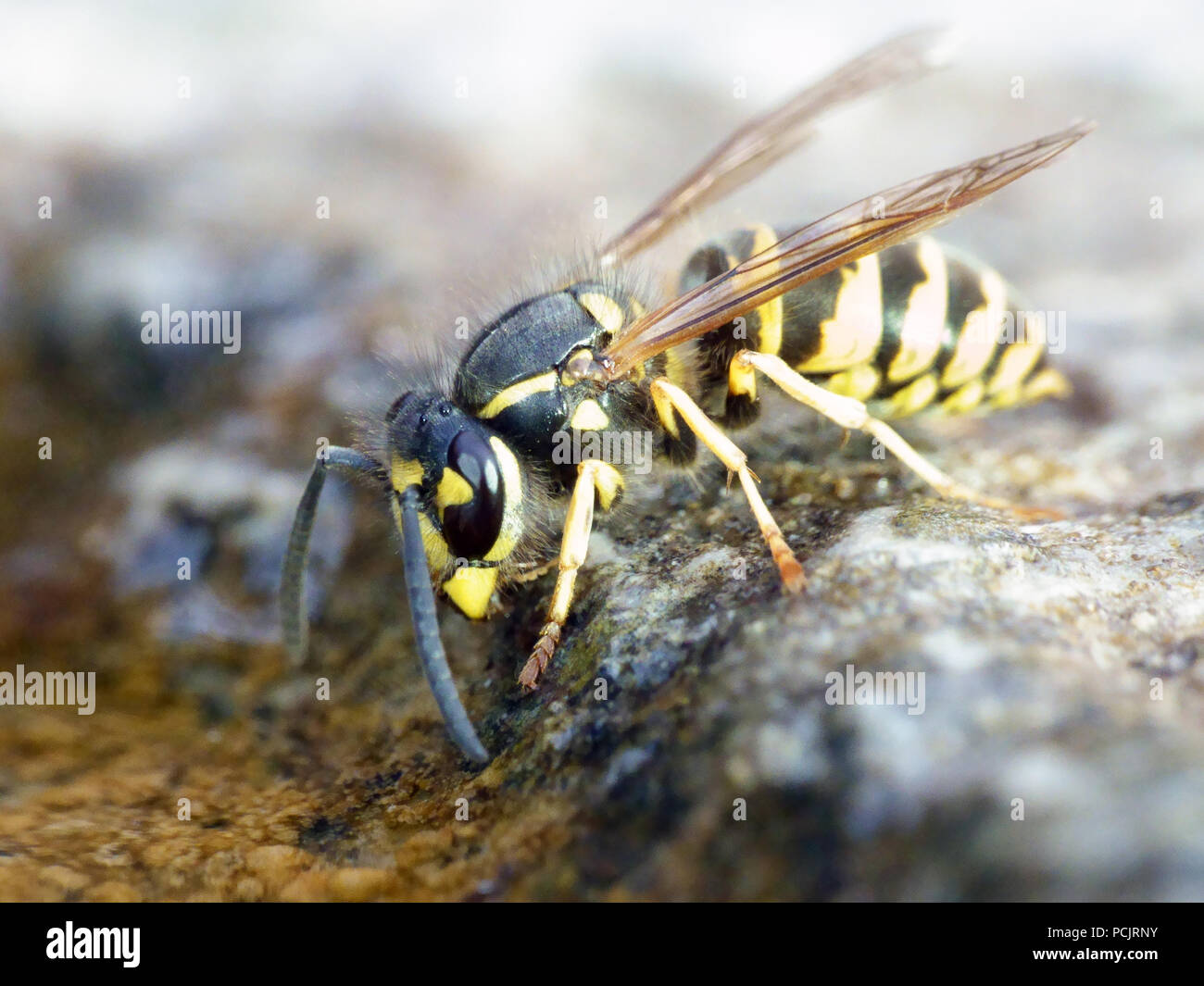 Macro photo of the Common Wasp Stock Photo - Alamy