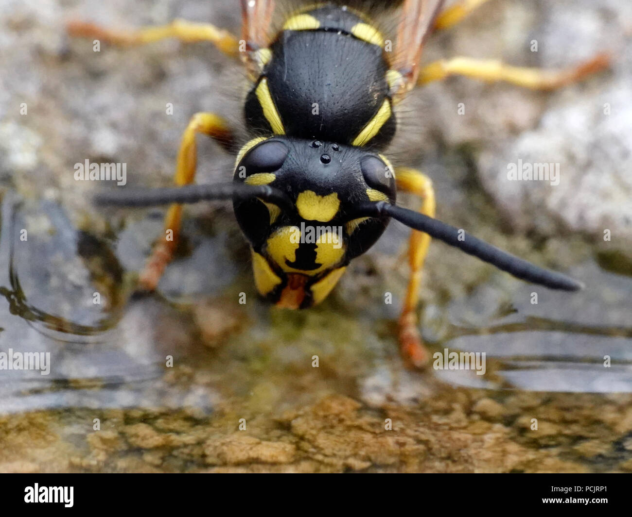 Macro photo of the Common wasp (Vespula vulgaris Stock Photo - Alamy