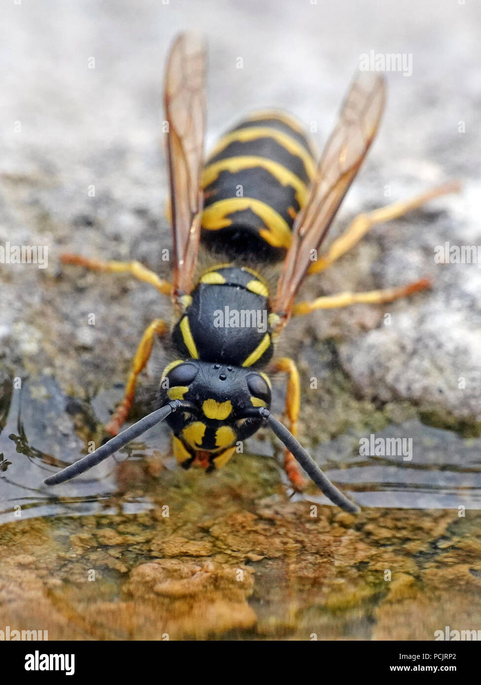 Macro photo of the Common wasp (Vespula vulgaris Stock Photo - Alamy