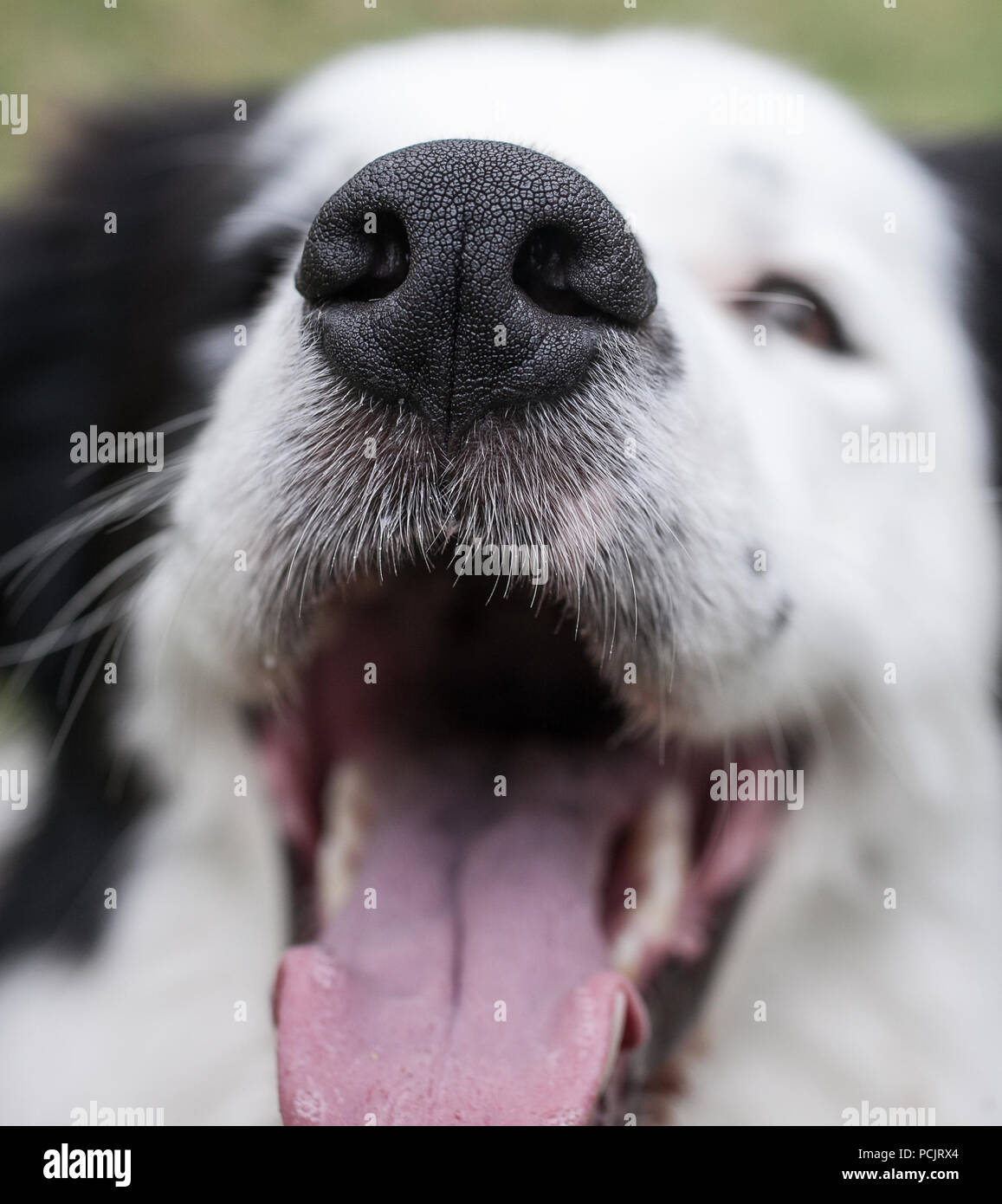 A happy Border Collie Stock Photo - Alamy