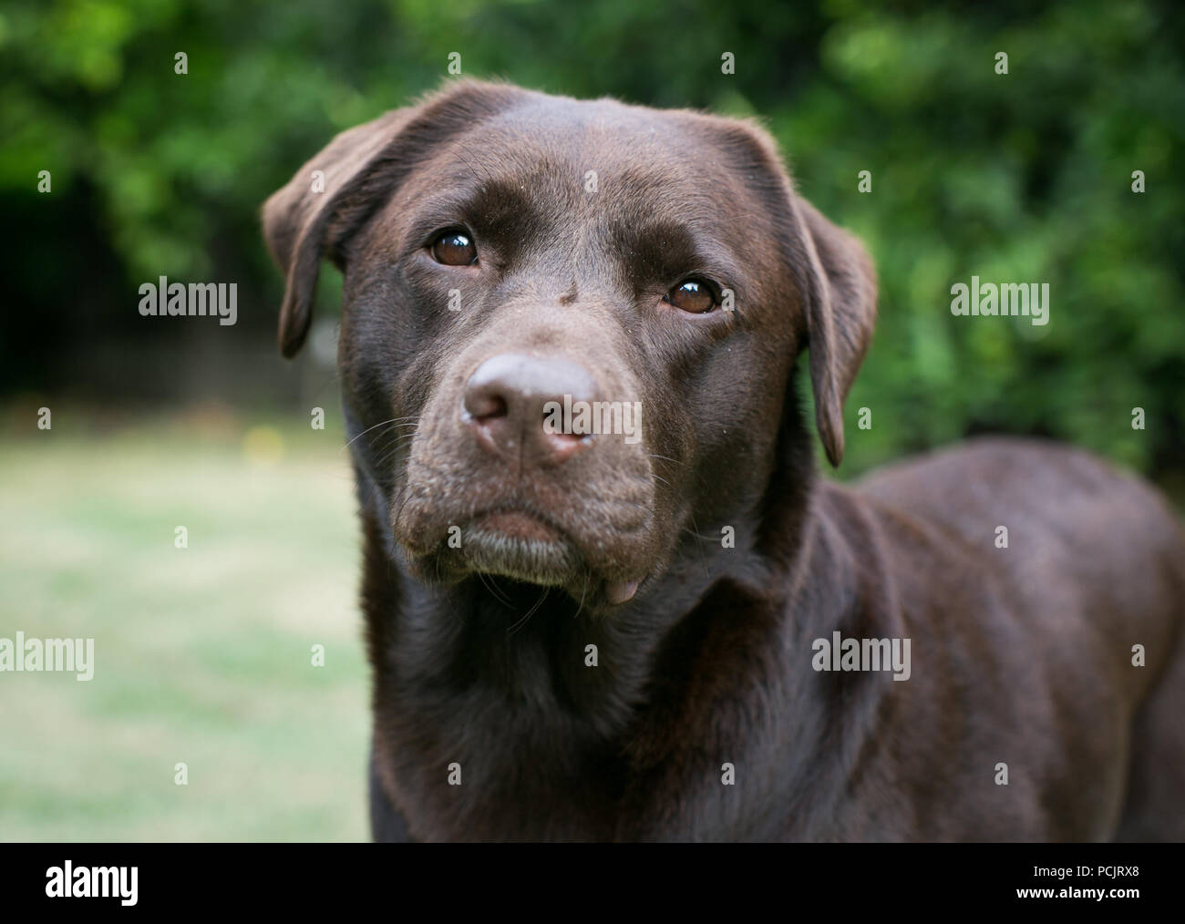 Elderly chocolate labrador hi-res stock photography and images - Alamy