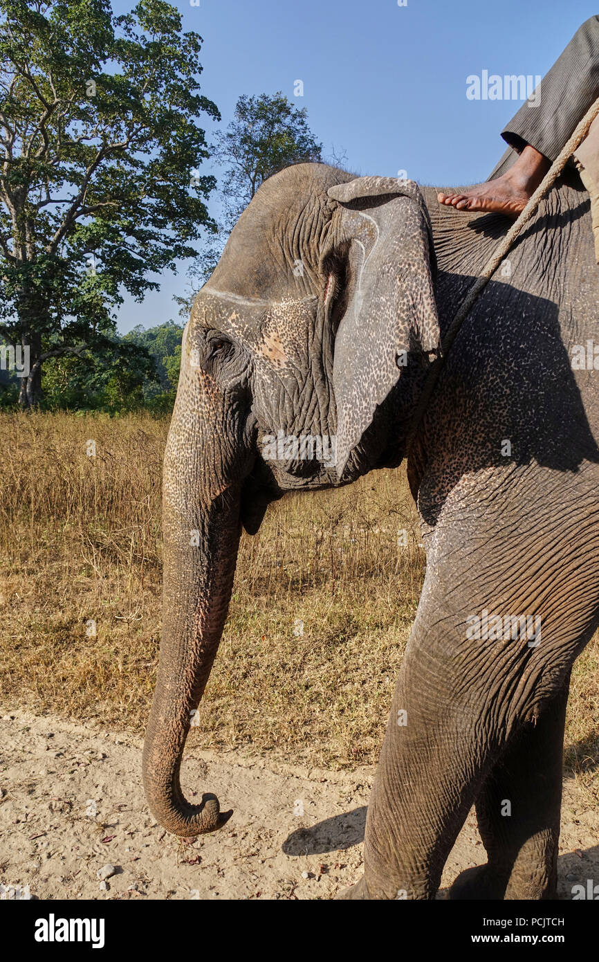 Jim Corbett National Park Jeep High Resolution Stock Photography and ...