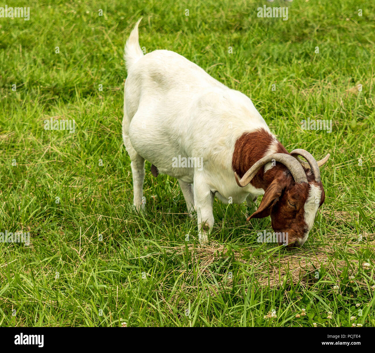 Boer goat africa hi-res stock photography and images - Alamy