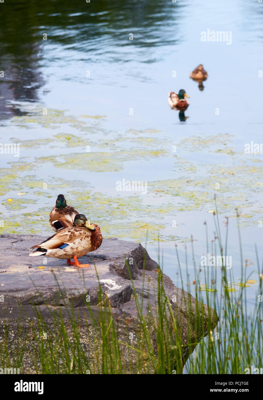 Mallard ducks standing on rock hi-res stock photography and images - Alamy