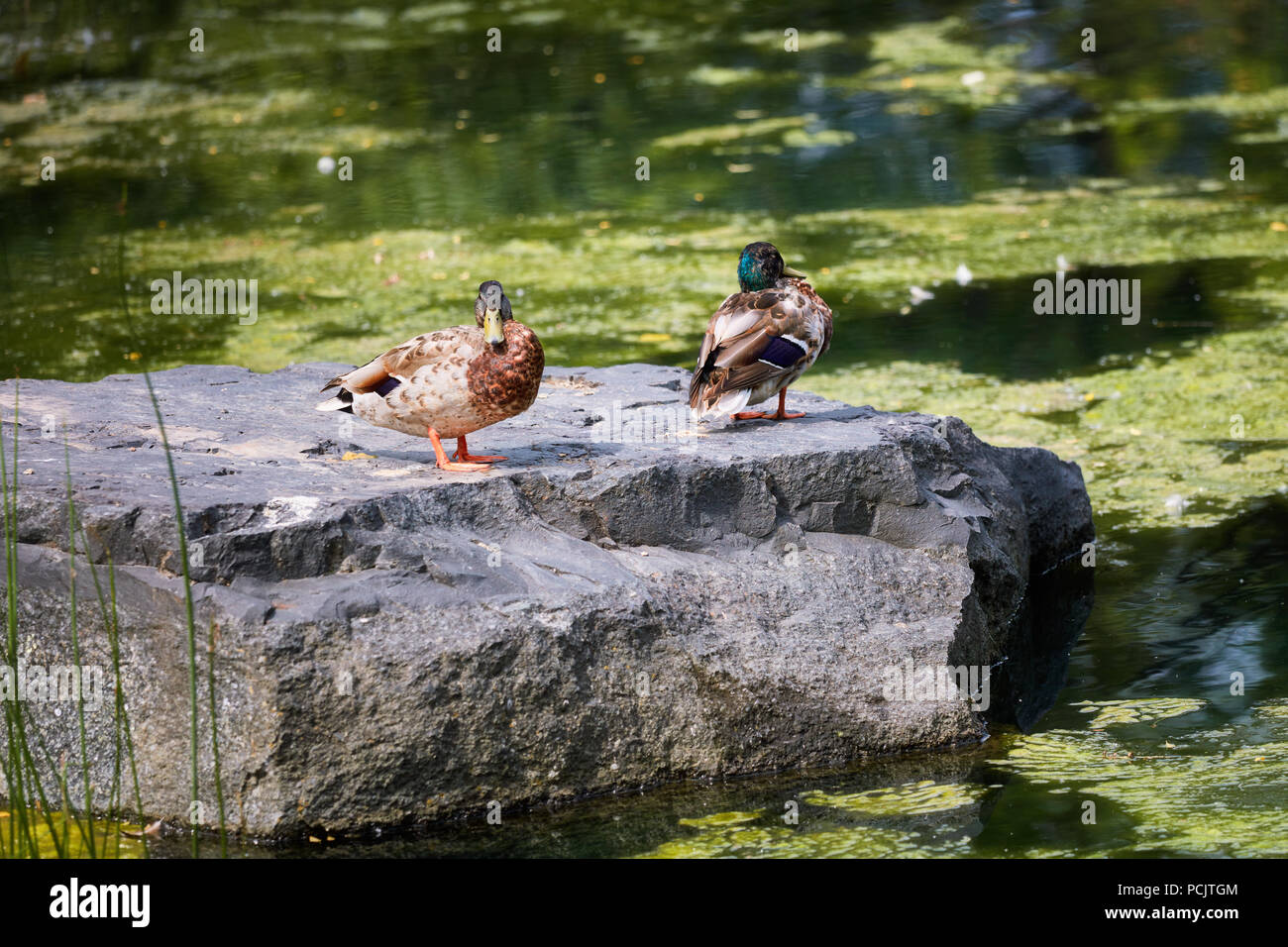 Mallard ducks standing on rock hi-res stock photography and images - Alamy