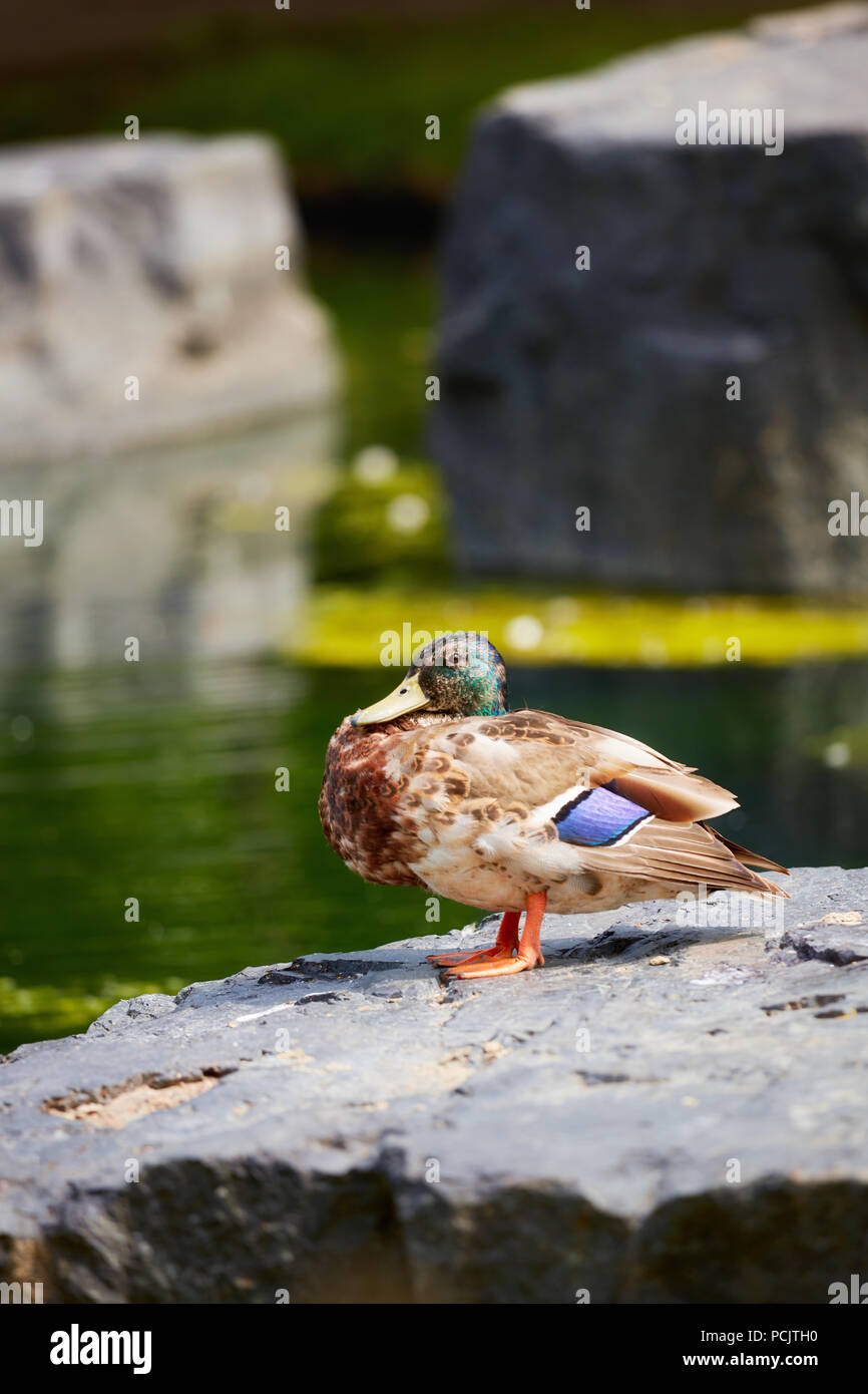 Mallard ducks standing on rock hi-res stock photography and images - Alamy