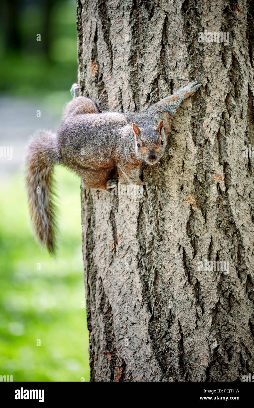 Eastern gray tree squirrel holding to a tree Stock Photo - Alamy