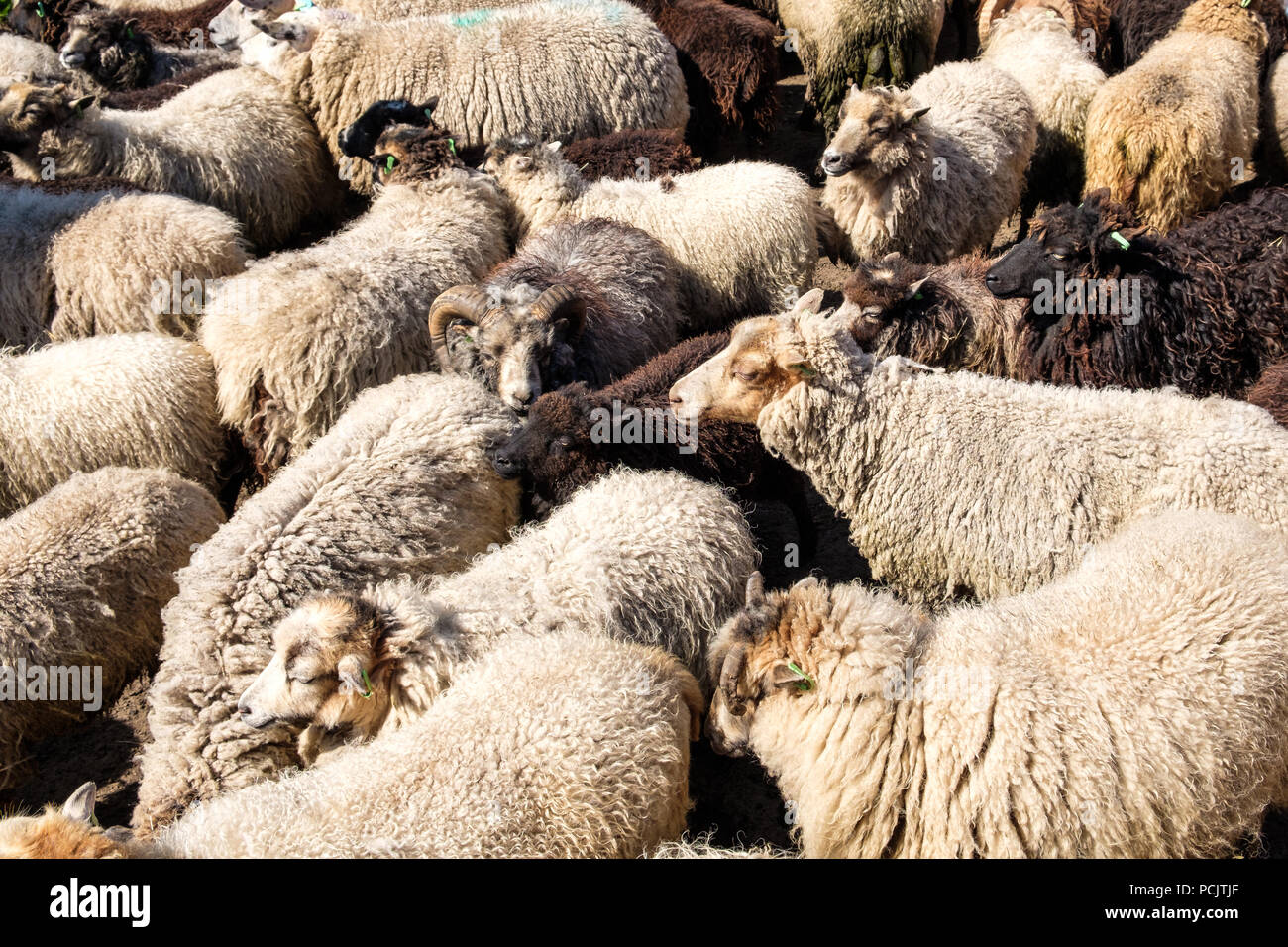 A flock of sheep driven together in a small space Stock Photo - Alamy