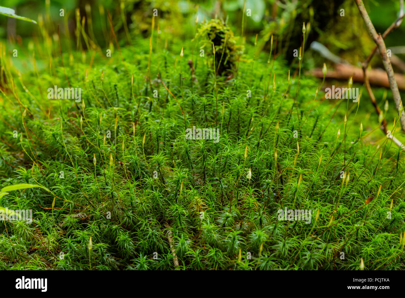 Tall moss hi-res stock photography and images - Alamy