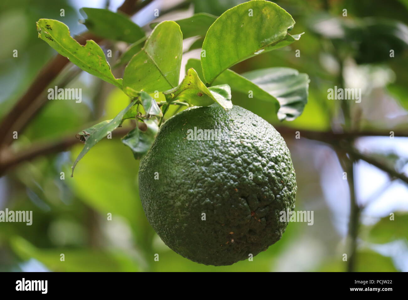 Ambul dodam hi-res stock photography and images - Alamy